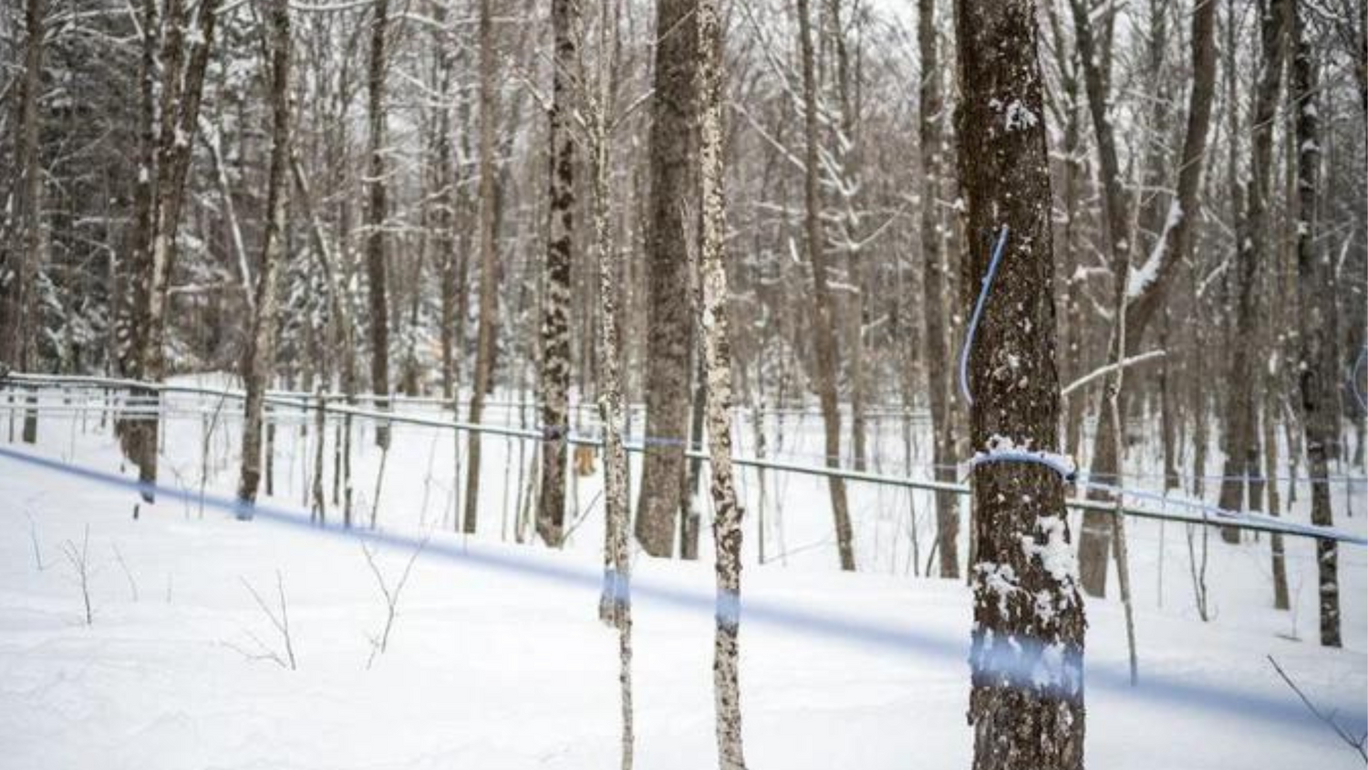 How Maple Sap Water Is Created And Extracted Clean Maple