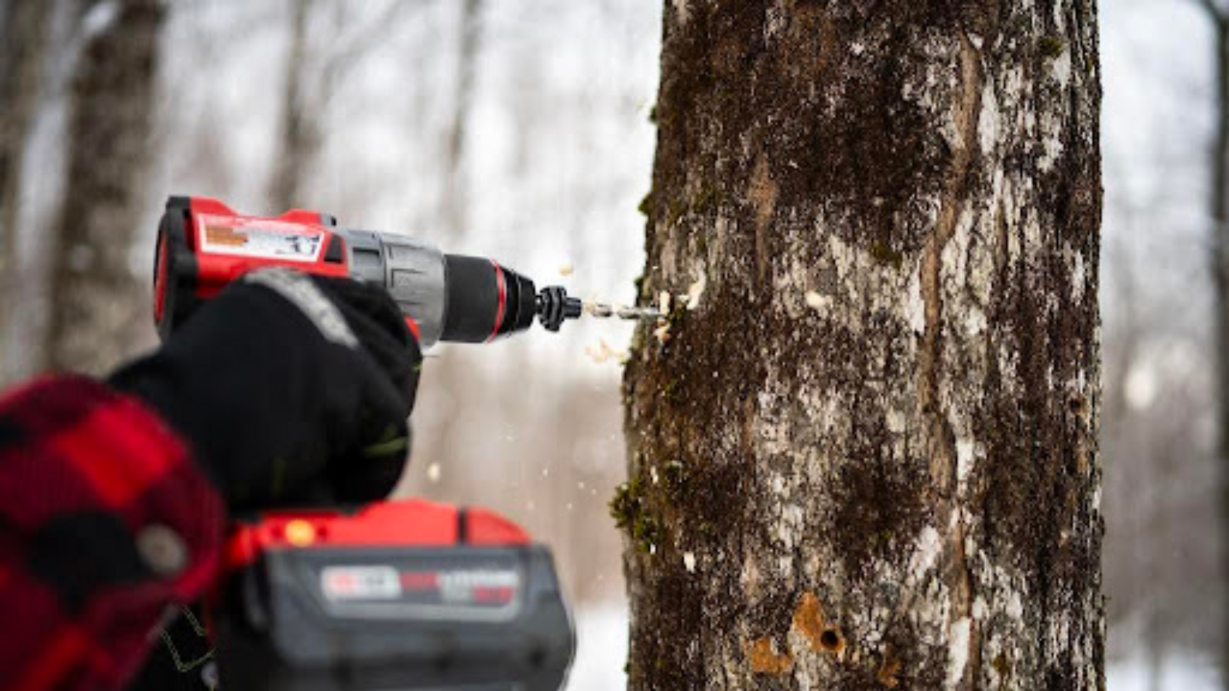 How Maple Sap Water is Sustainably Harvested – Clean Maple