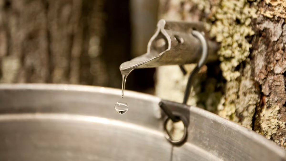 Benefits of Maple Sap Water For Your Skin – Clean Maple