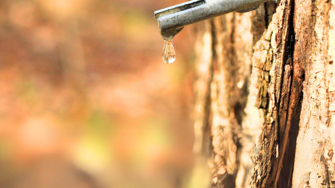 Clean Maple Forest To Skin Body Care Products